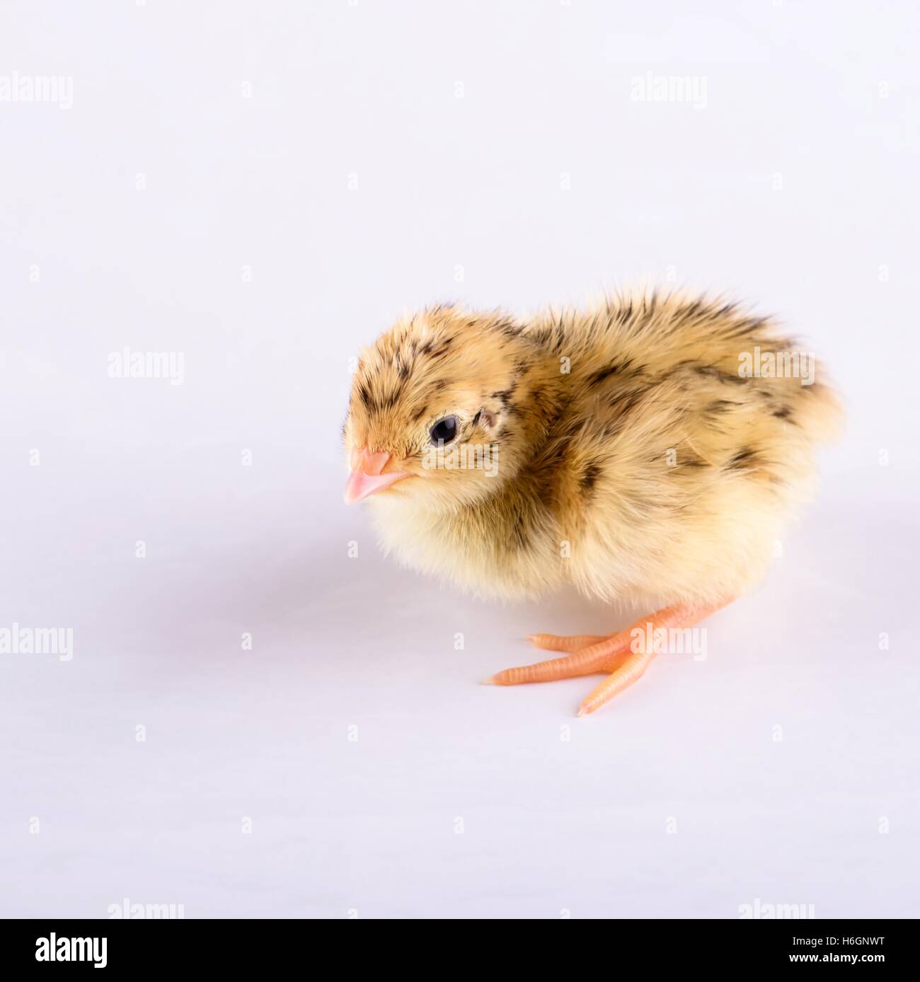 Square photo of small quail chicken. Quail chicken one day old. Freshly ...
