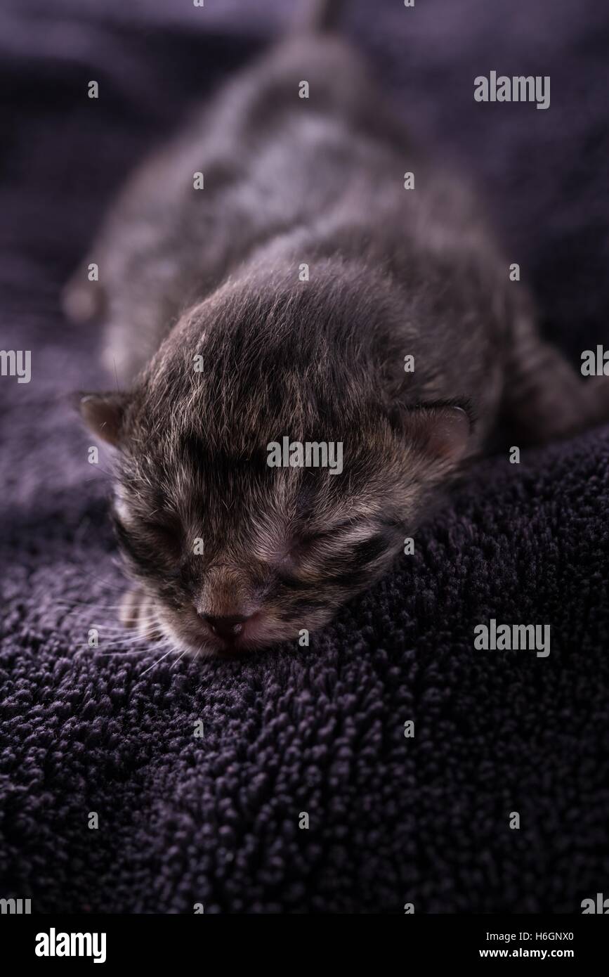 Vertical photo of dark tabby cat. Freshly born kitten one day old ...
