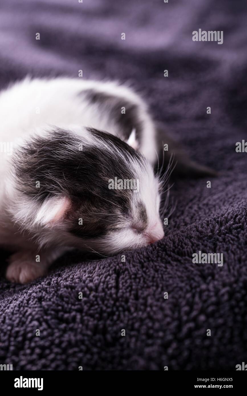 Vertical photo of white black cat. Freshly born kitten one day old ...