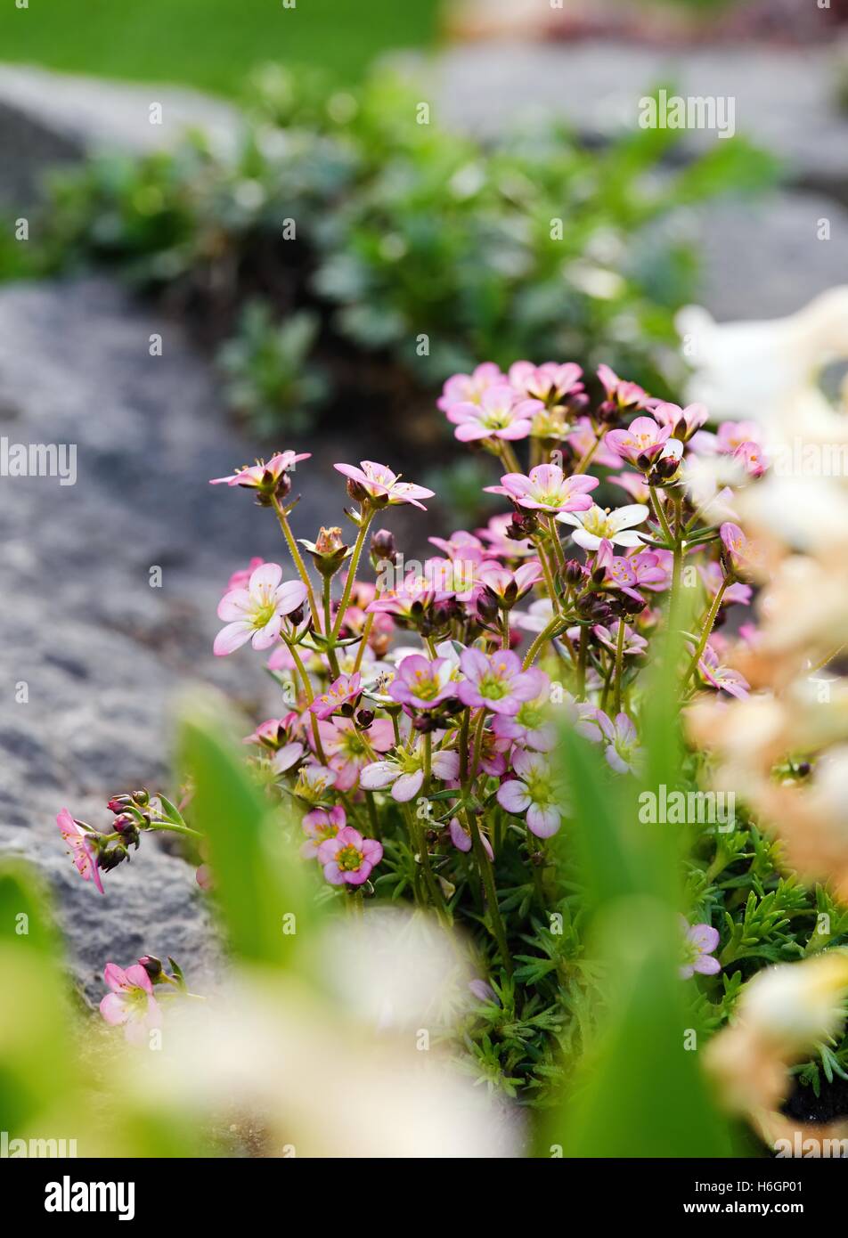 Creeping saxifrage hi-res stock photography and images - Alamy