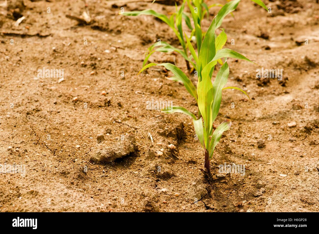 Horizontal photo of several seedlings of corn. Young corn on dry field ...