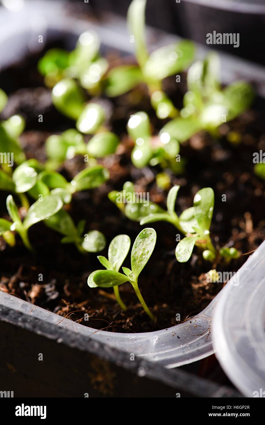 Vertical photo with several first green spring sprouts which are placed ...