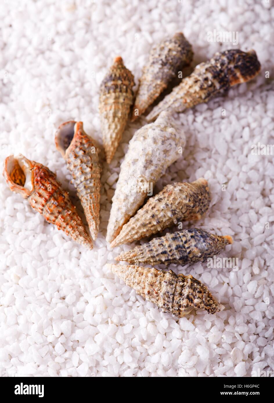 Vertical photo with top view on several sea shells which are placed on ...