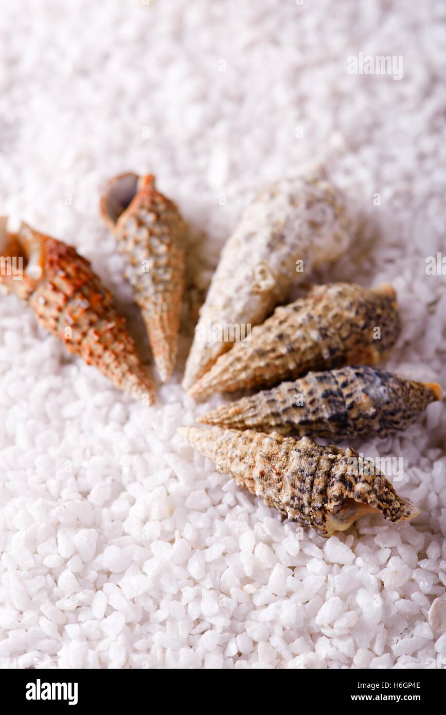 Vertical photo with top view on several sea shells which are placed on ...