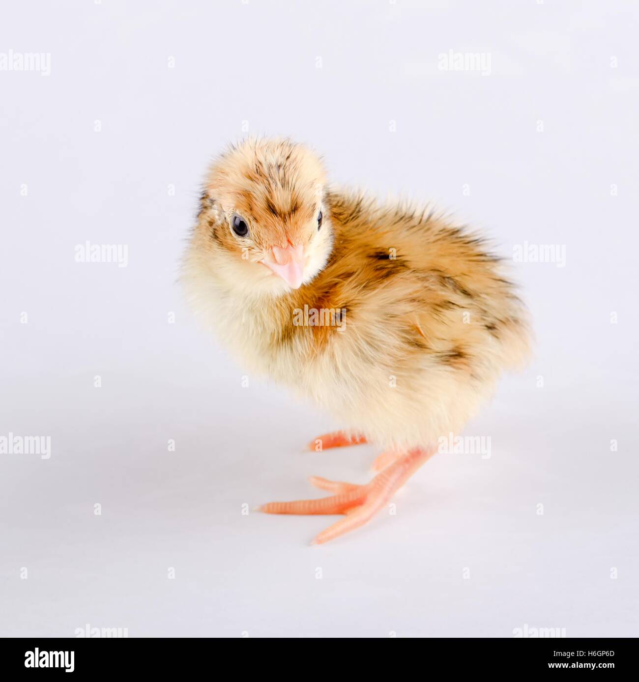 Square photo of small quail chicken. Quail chicken one day old. Freshly ...