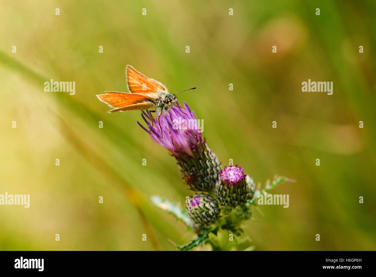Horizontal photo of small orange butterfly which is sitting on violet ...