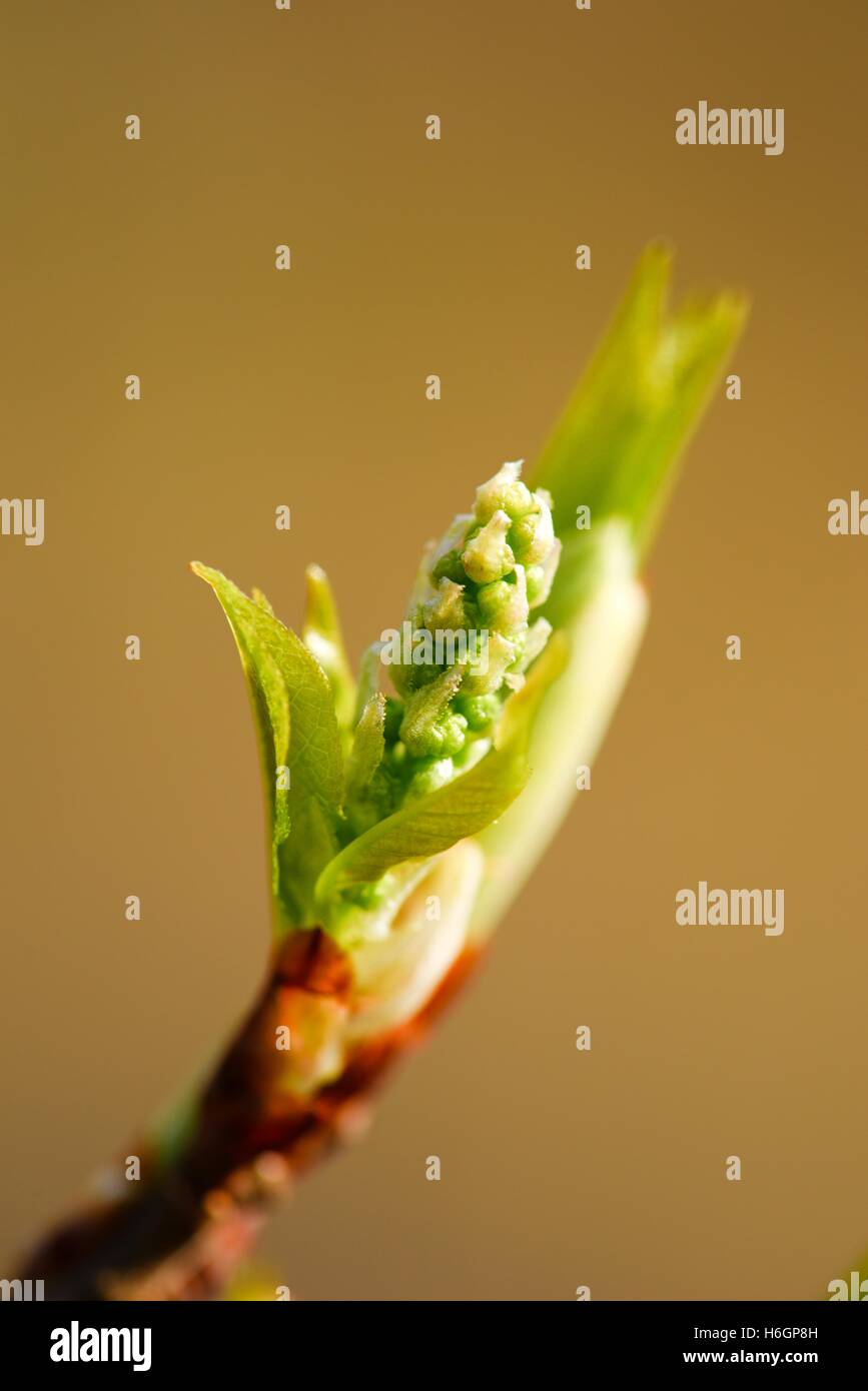 Vertical photo with first green spring bud on the twig of small tree in ...