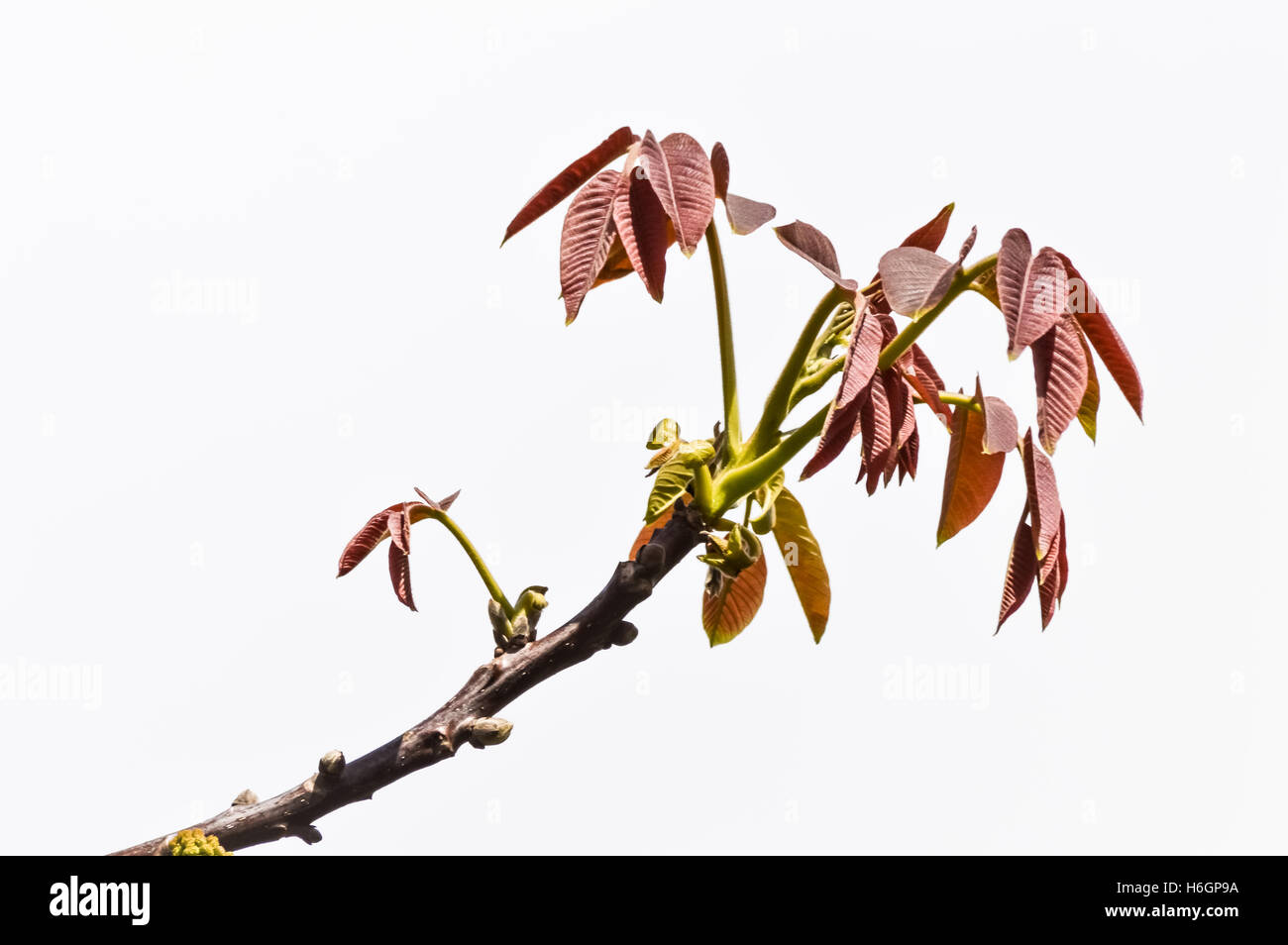 twig with leaves of walnut tree growing in spring Stock Photo - Alamy