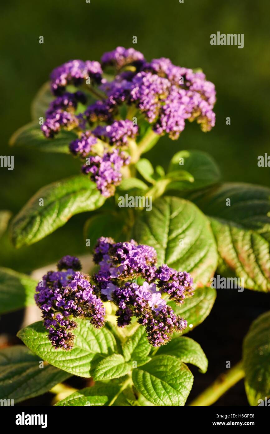 Vertical photo of two groups of purple heliotrope blooms and buds with ...