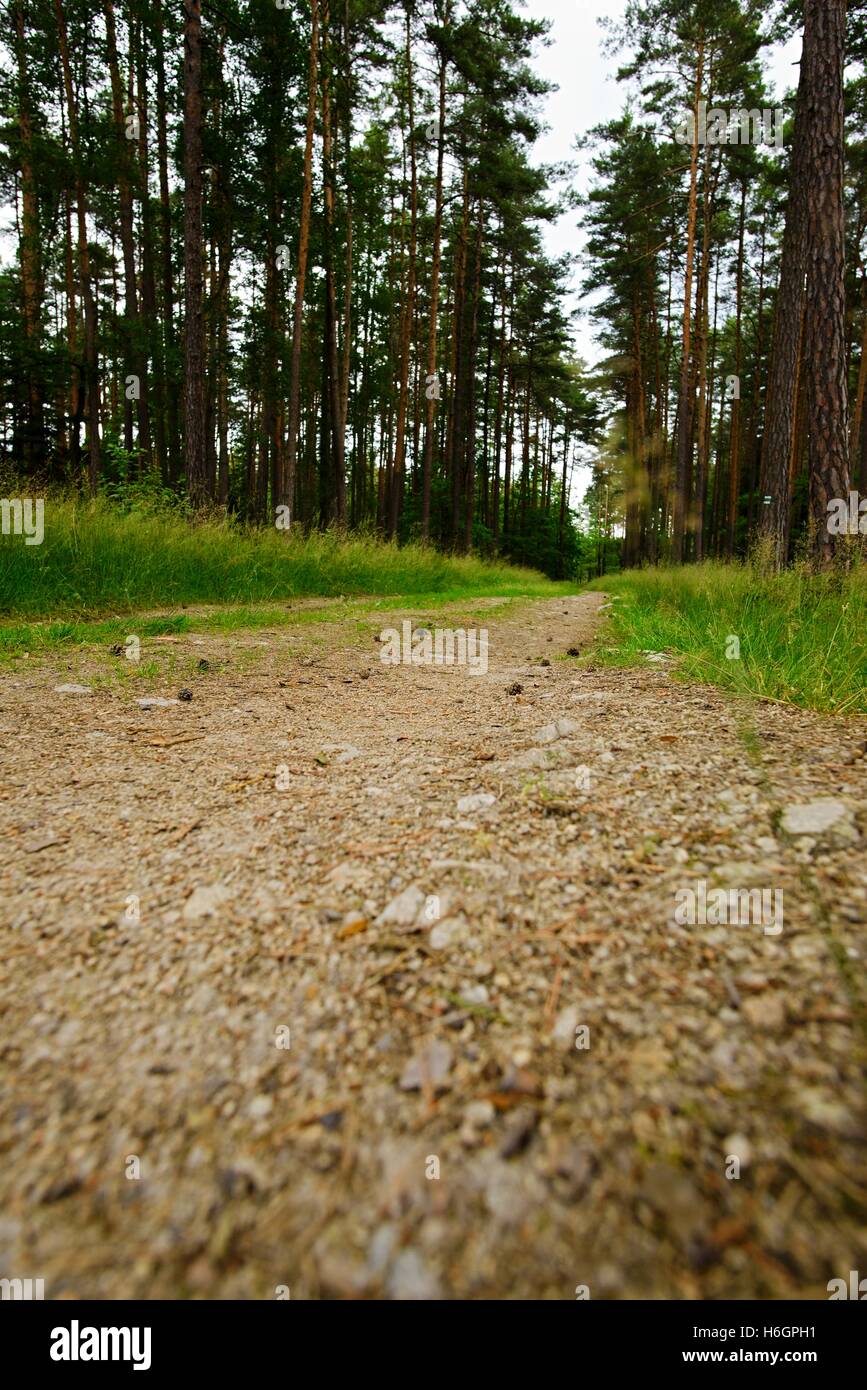 Vertical photo of path / way through a forest from very low view above ...