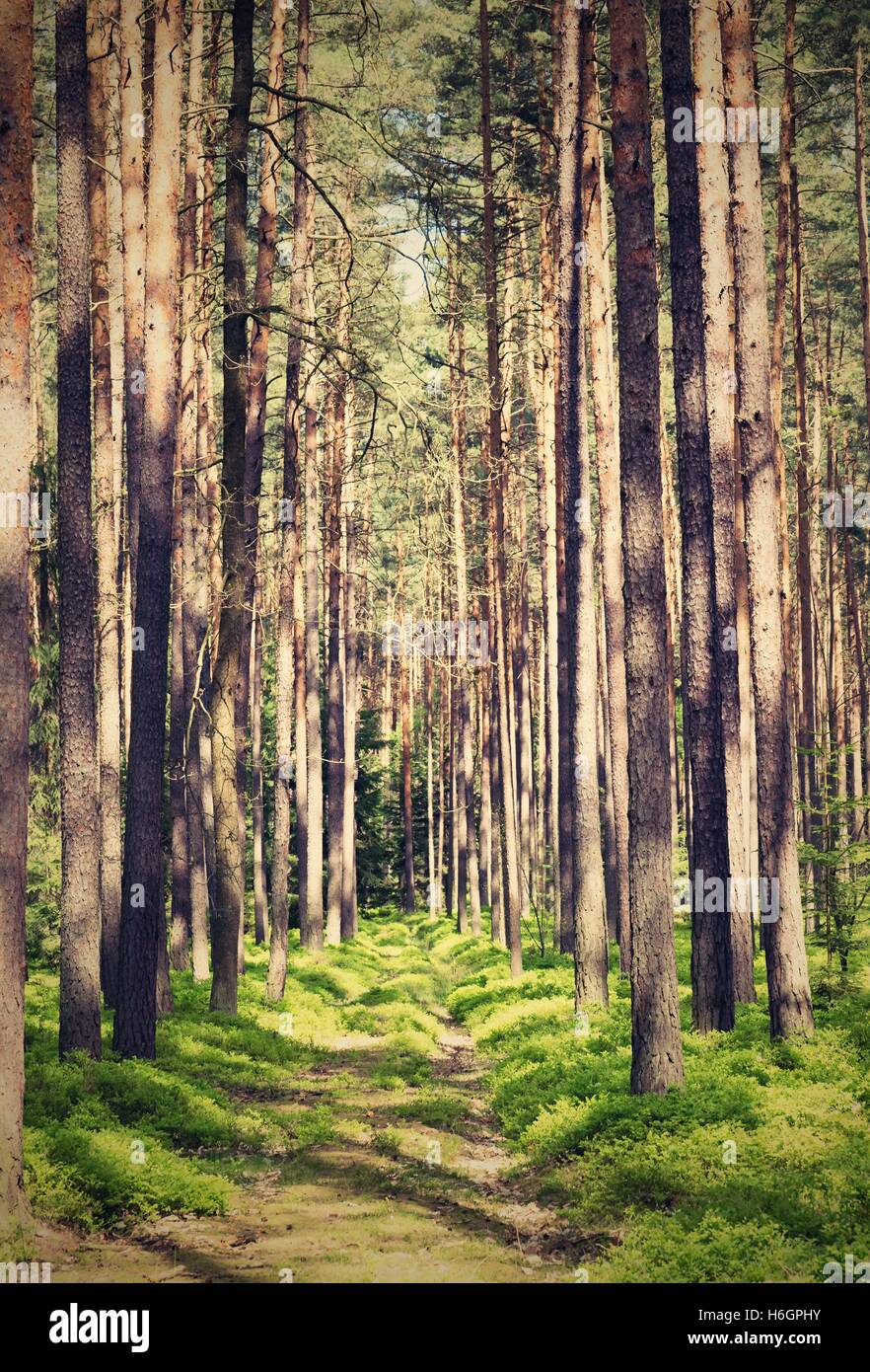 Vertical vintage retro photo of path through the woods. Green path ...