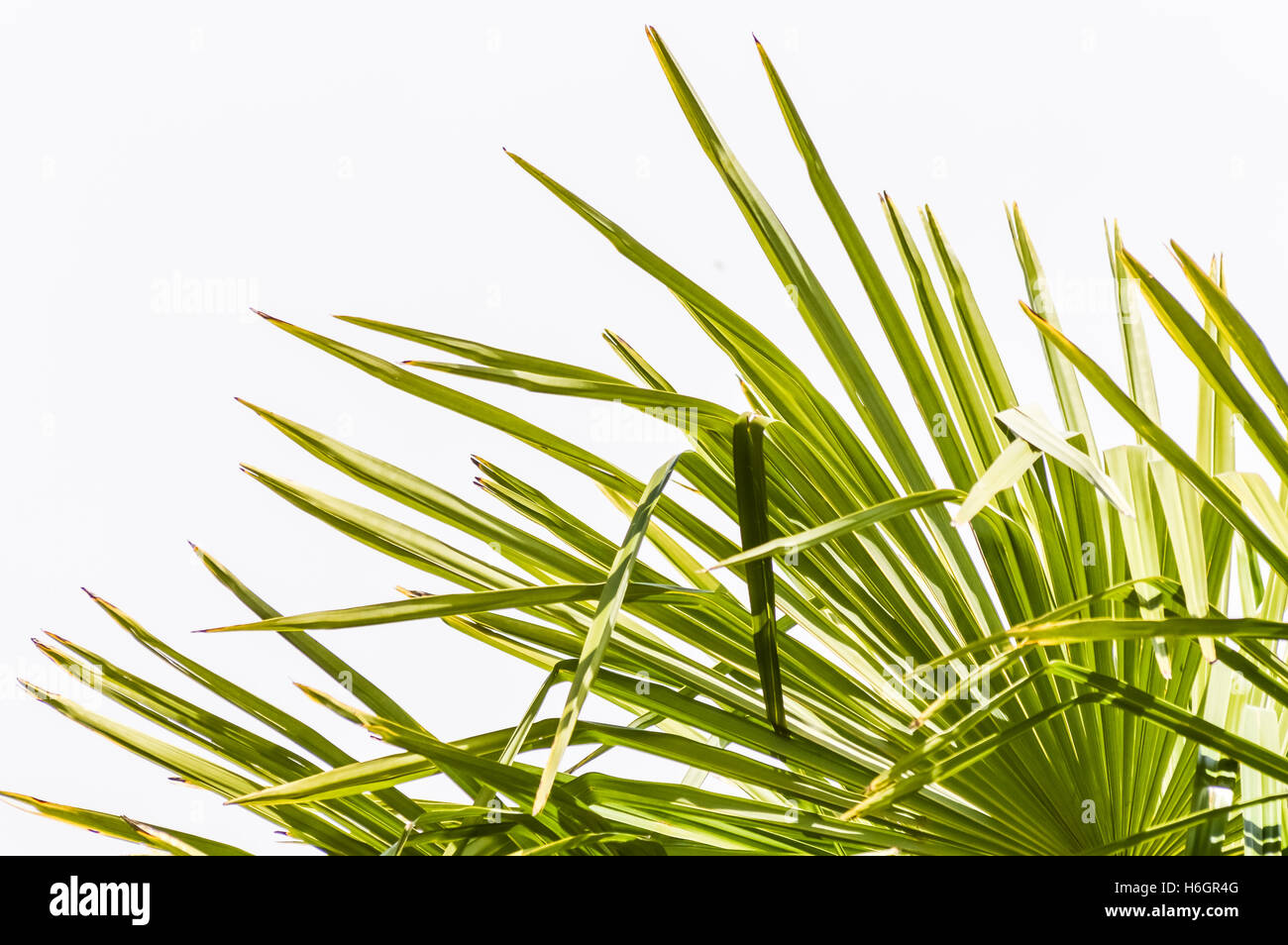 palm leaves close up (Trachycarpus fortunei) Chinese windmill palm ...