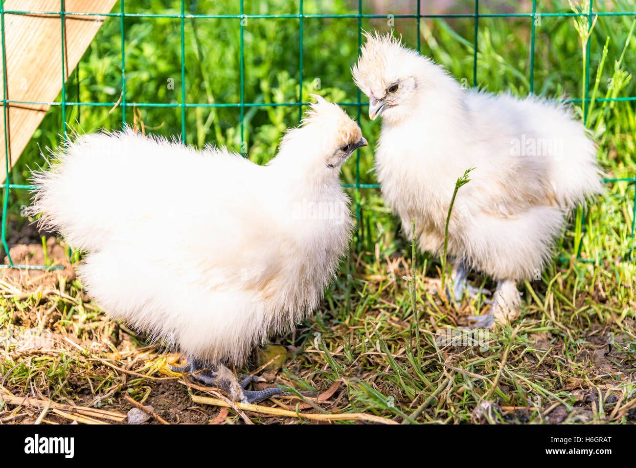 Two Silkie chick in hen house. The Silkie is a breed of chicken named ...