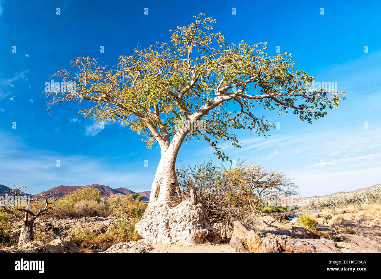 Baobab tree in Epupa falls area in Namibia. Baobab is the common name ...