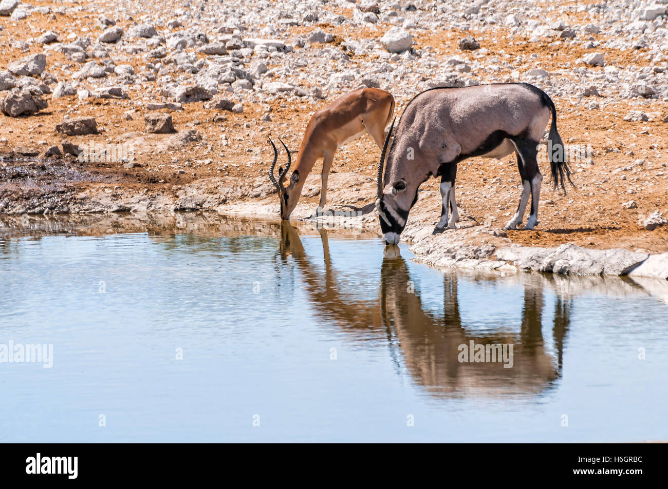 Two wild animals different species hi-res stock photography and images ...