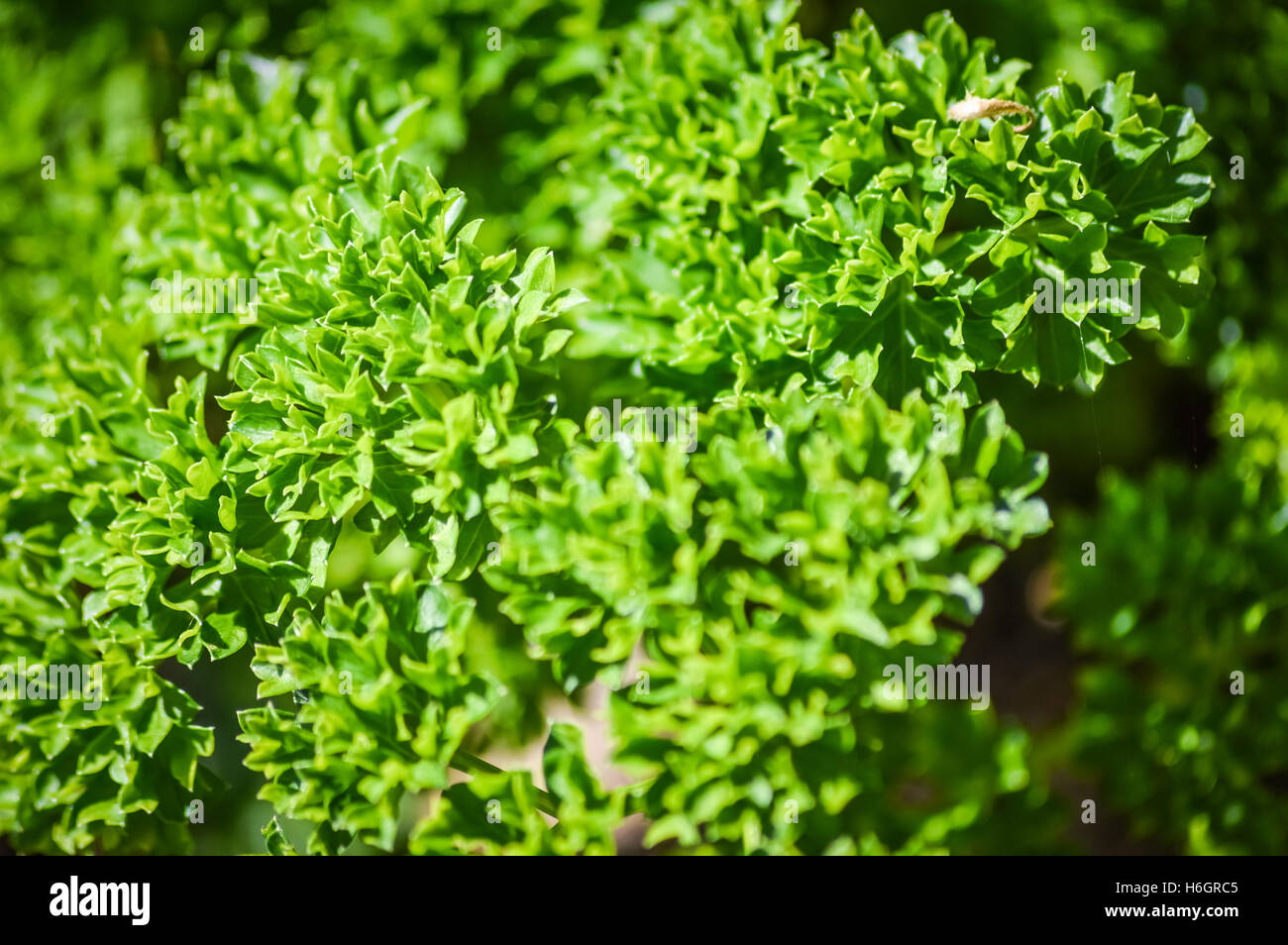 fresh parsley growing close up Stock Photo - Alamy