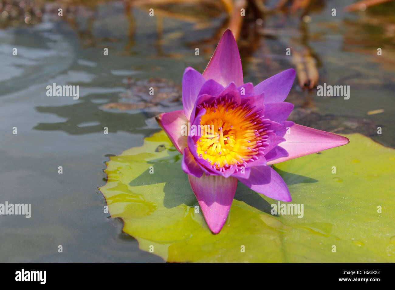 Lily beautiful color hi-res stock photography and images - Alamy