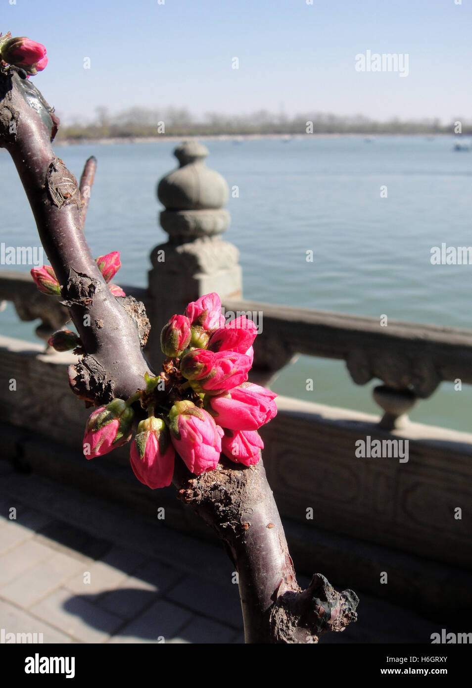 Summer palace beijing flowers hi-res stock photography and images - Alamy
