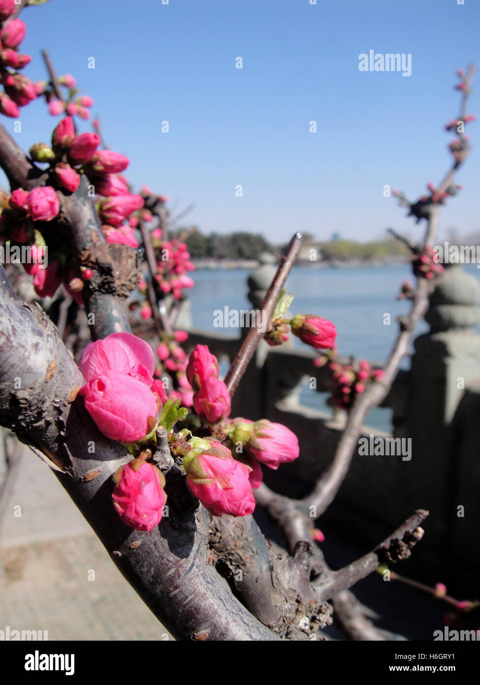 Focus on the red blooming flowers at Summer Palace during spring ...