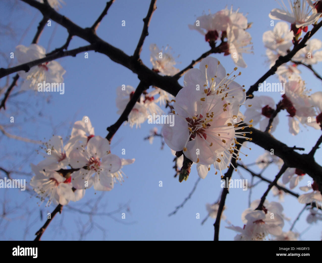 Cherry Blossoms in the early evening sunlight just before sunset during ...
