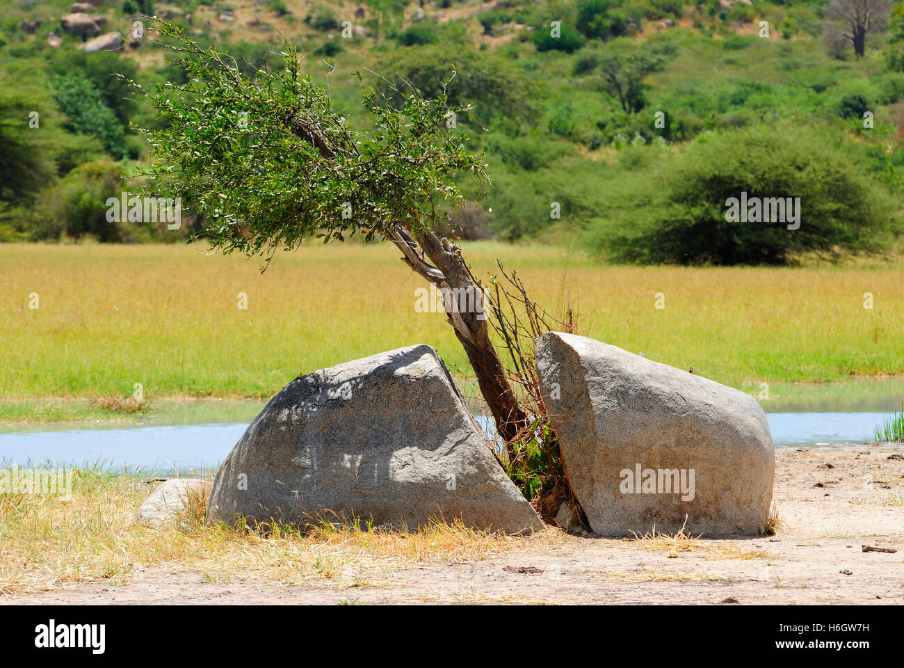 Growing in a shape hi-res stock photography and images - Alamy