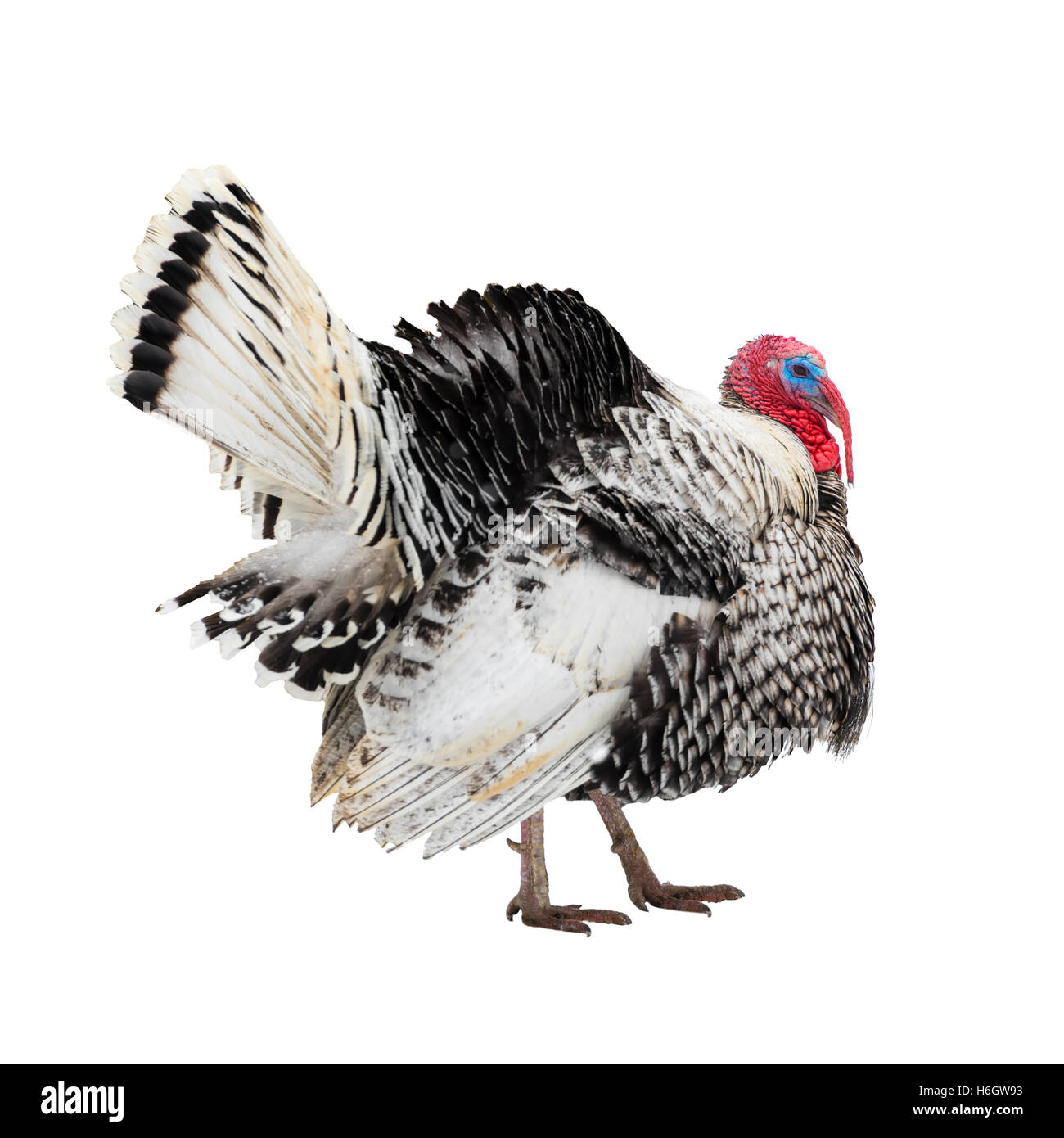 beautiful turkey bird is isolated on white background, close up Stock ...