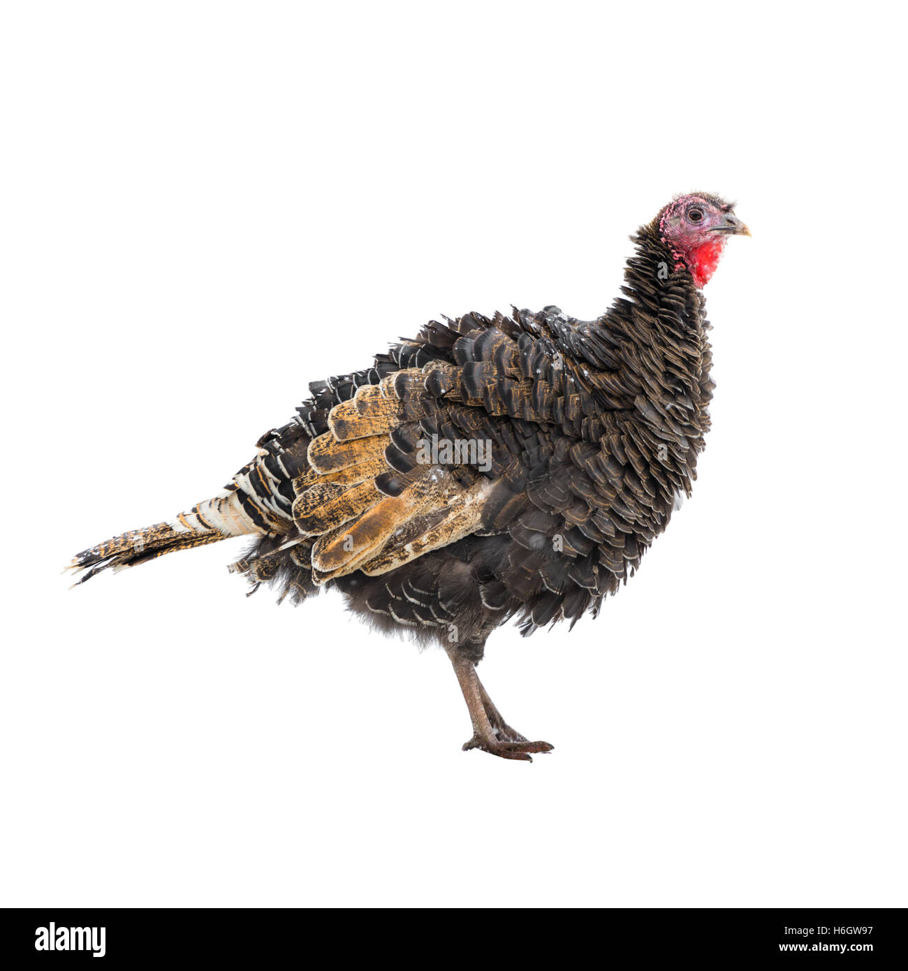 female turkey bird is isolated on white background, close up Stock ...