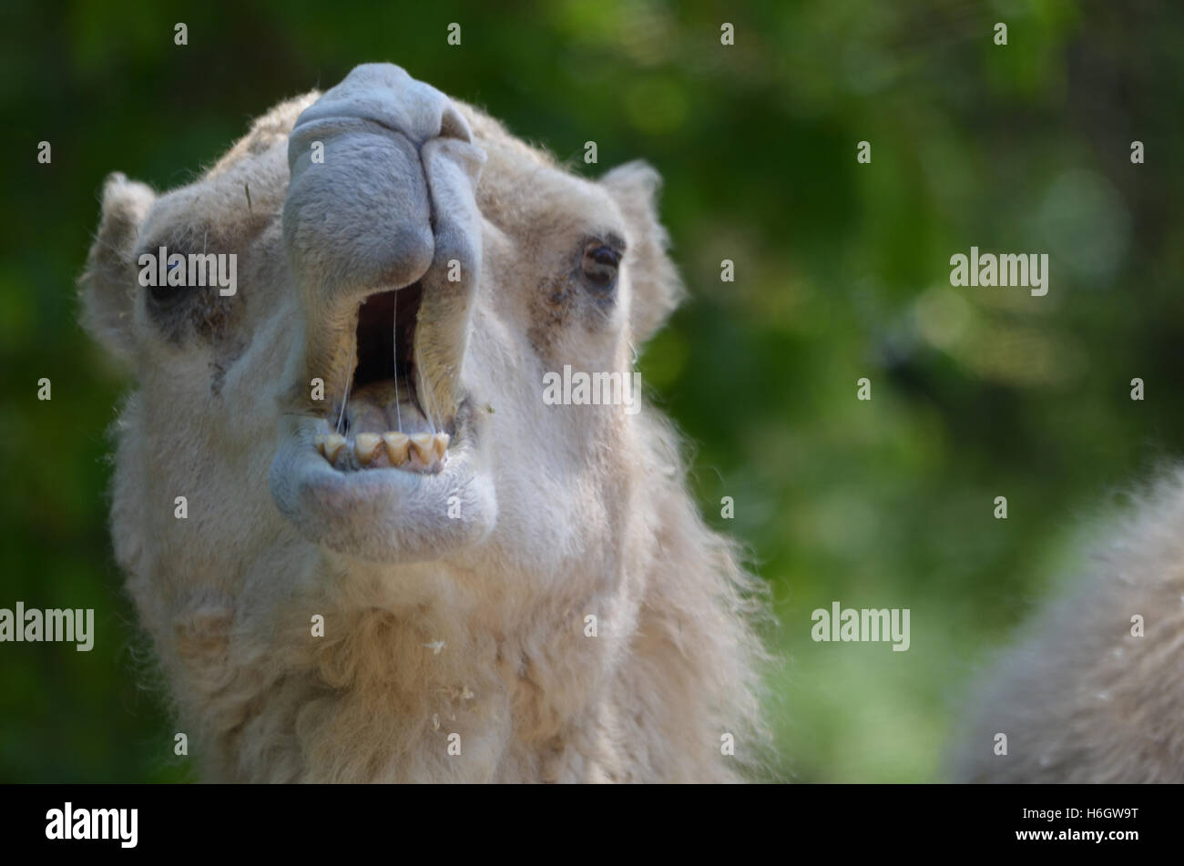 Camel standing with his mouth open showing his teeth Stock Photo - Alamy