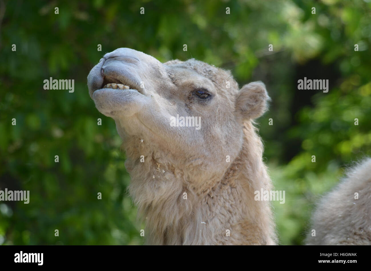 Camel making very silly faces Stock Photo - Alamy