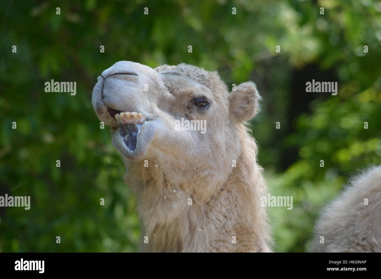 Camel making very silly faces by moving his lips Stock Photo - Alamy