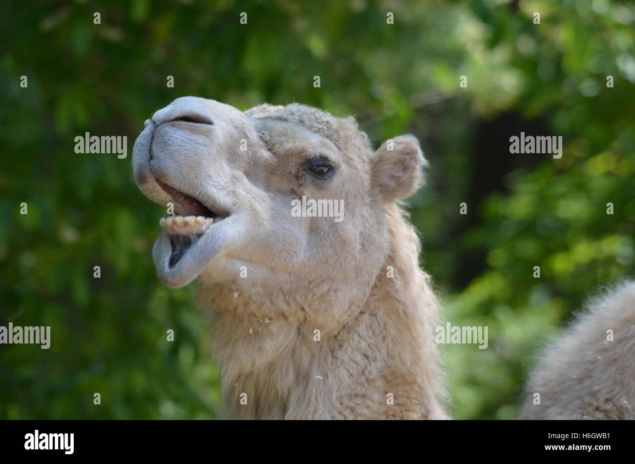 Silly camel making unusual and humorous faces Stock Photo - Alamy