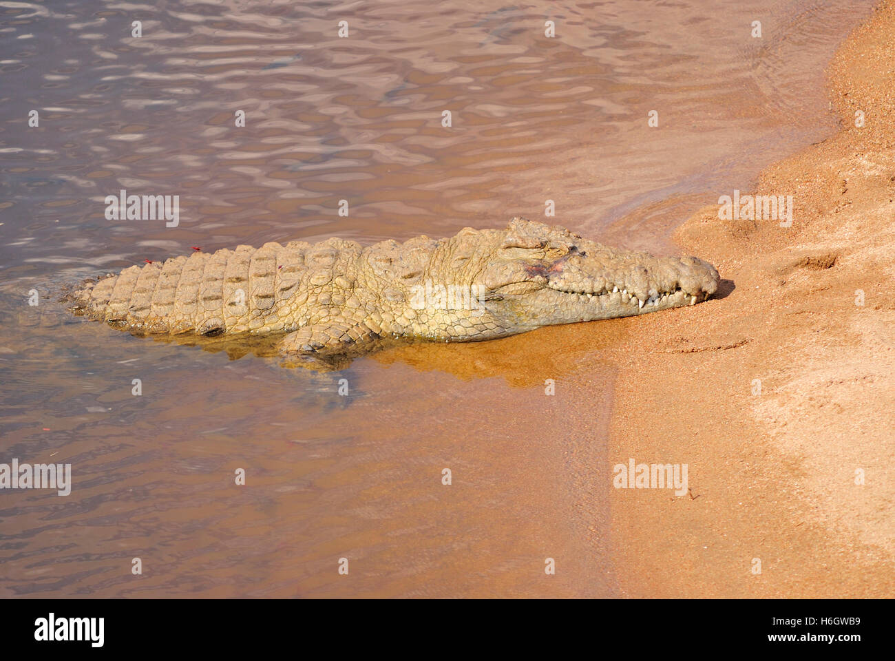 Sunbathing Nile Crocodile surrounded by fish Stock Photo - Alamy