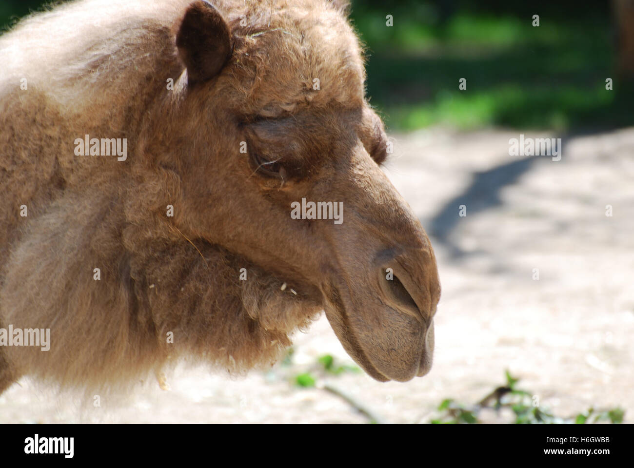 Sleepy camel with dozing eyes falling asleep in the warm sun Stock ...