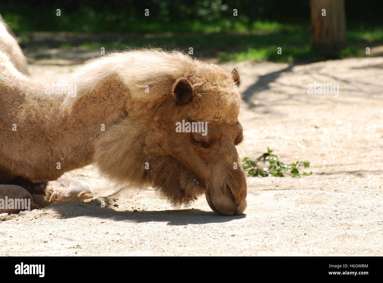 Grinning camel hi-res stock photography and images - Alamy