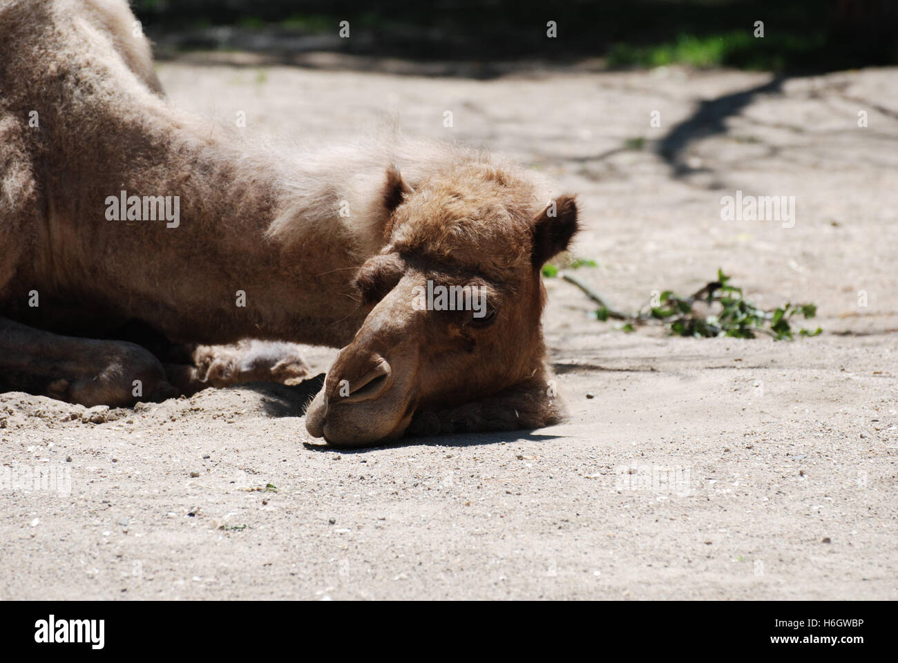 Grinning camel hi-res stock photography and images - Alamy
