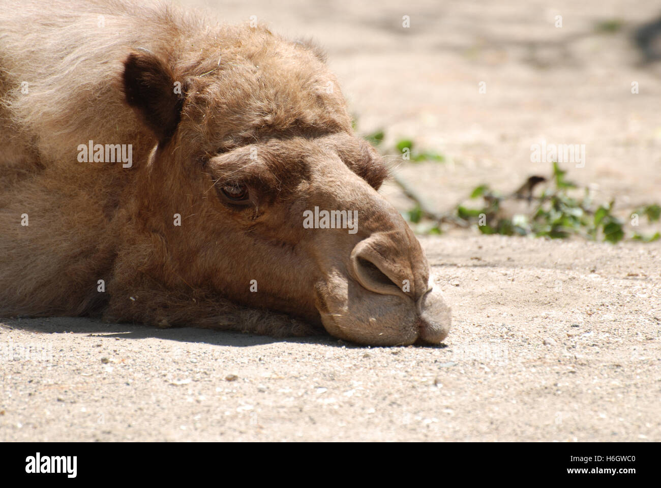 Camel sleeping hi-res stock photography and images - Alamy