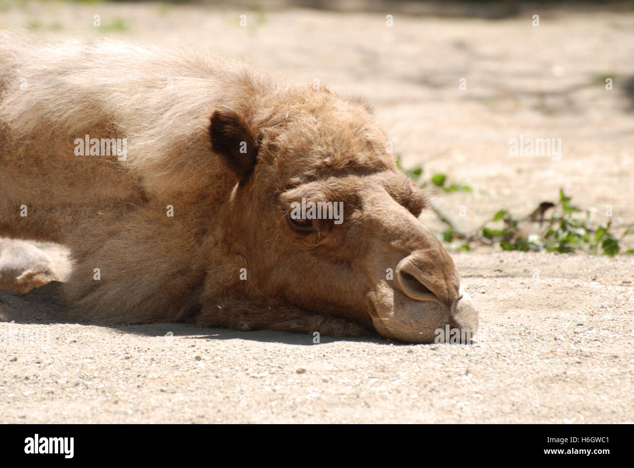 Adorable camel sound asleep in the warm sunshine Stock Photo - Alamy