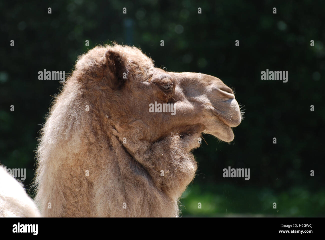 Side view and profile of a bactrian camel Stock Photo - Alamy
