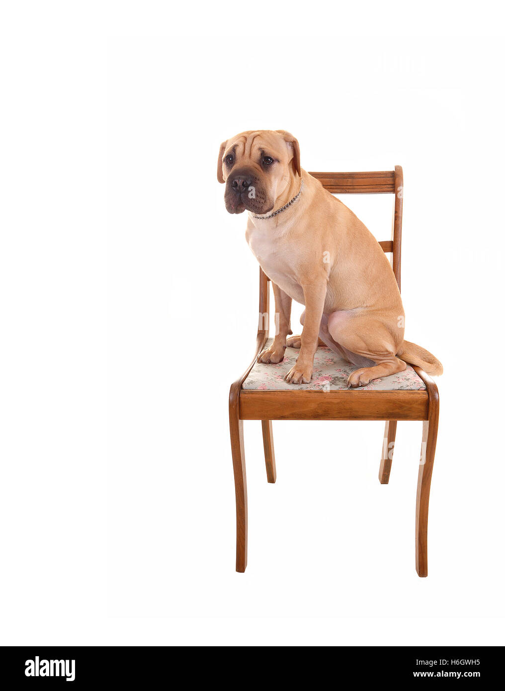 A lovely young puppy sharpei dog sitting nice on an old chair, for ...