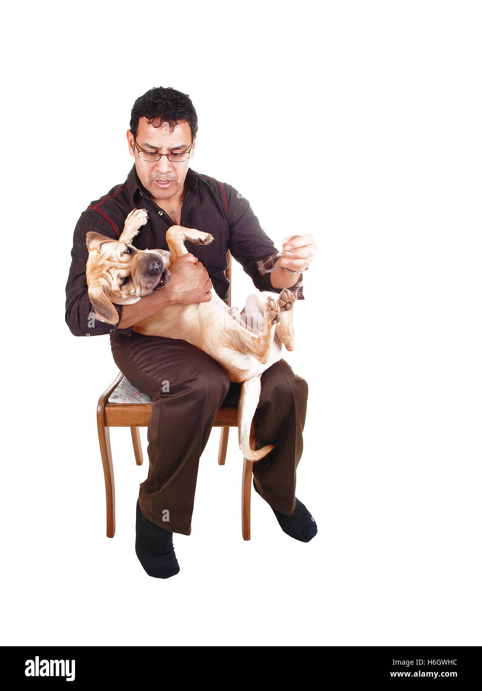 A Hispanic male has his sharpei puppy dog on his lap and playing with ...