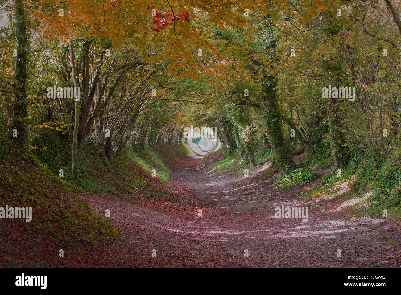 Halnaker hollow hi-res stock photography and images - Alamy