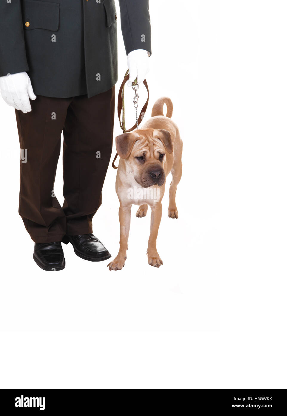 A watch man with his dog standing in the studio for white background, a ...