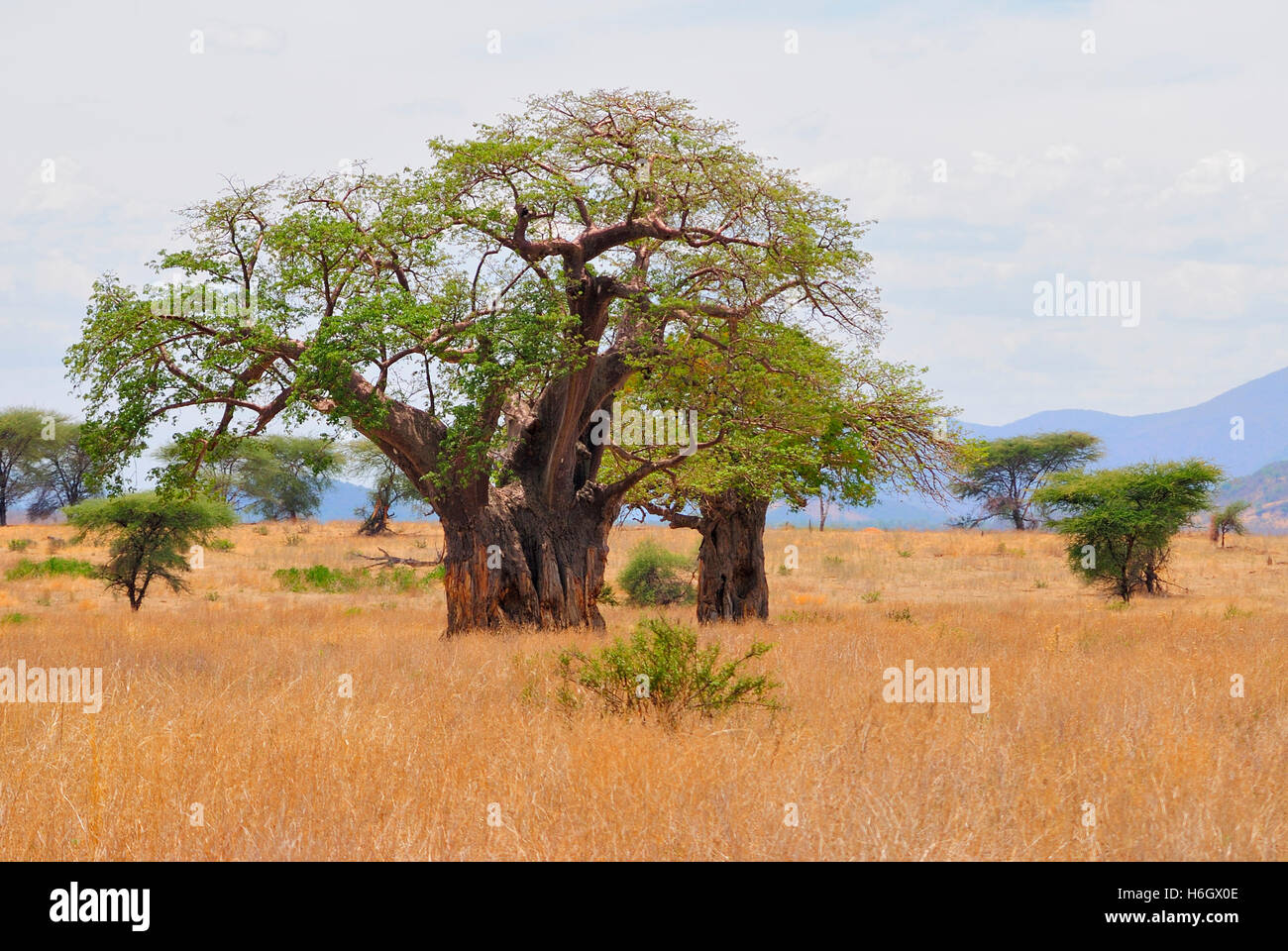 Green baobab trees sticking out in the arid landscape of Ruaha National ...