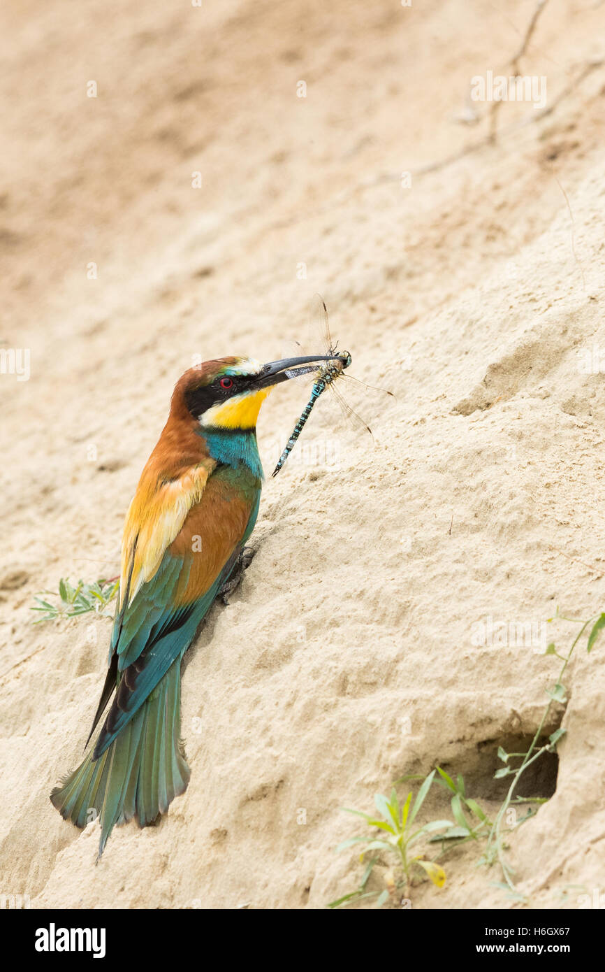 European bee eater Stock Photo - Alamy