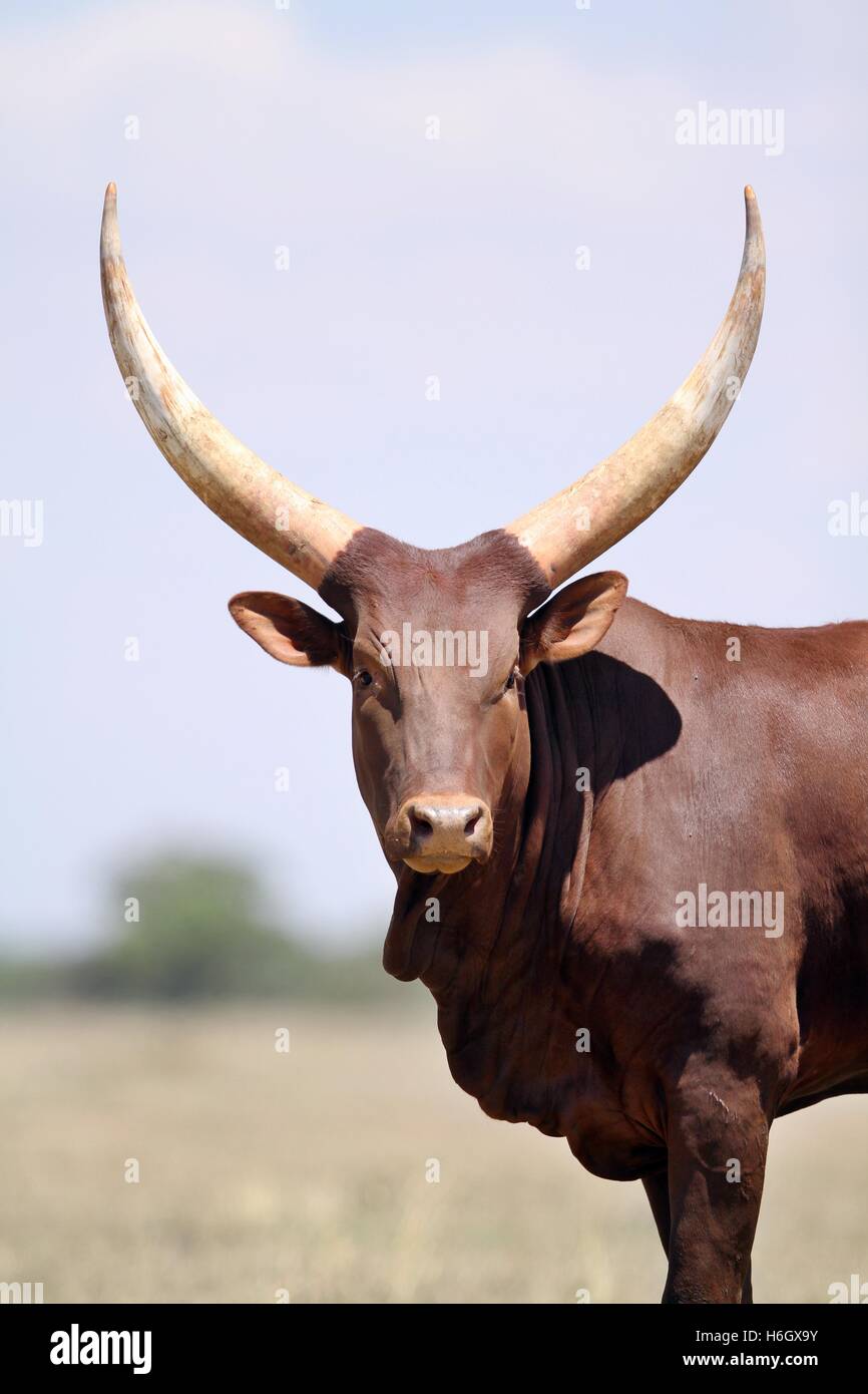Ankole Longhorn Cow at Ol Pajeta Conservancy, Nanyuki, Kenya Stock ...