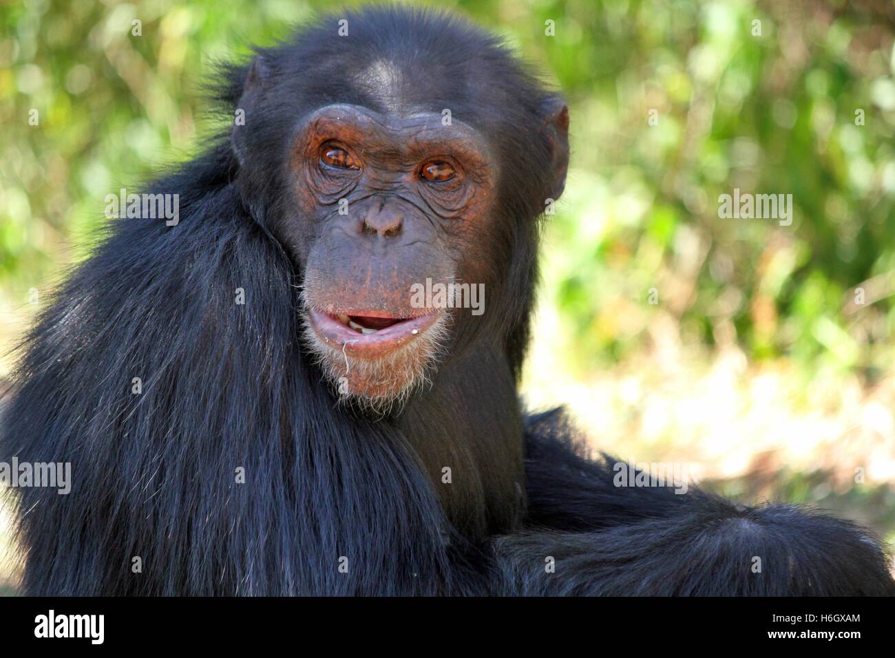 Female chimpanzee face hi-res stock photography and images - Alamy