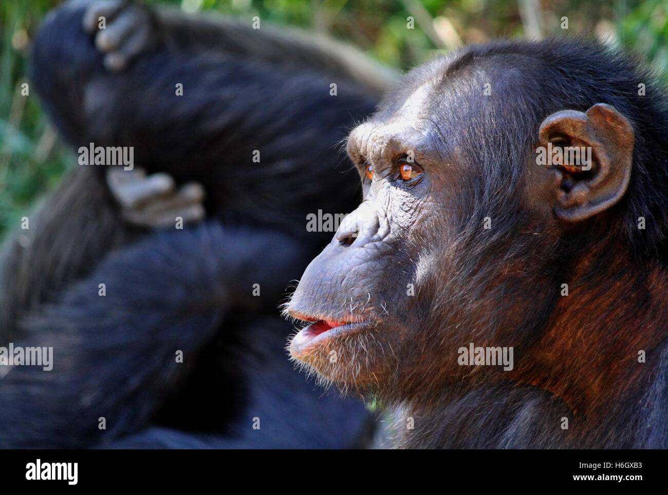Staring male Chimpanzee at Ol Pajeta Conservancy, Nanyuki, Kenya Stock ...