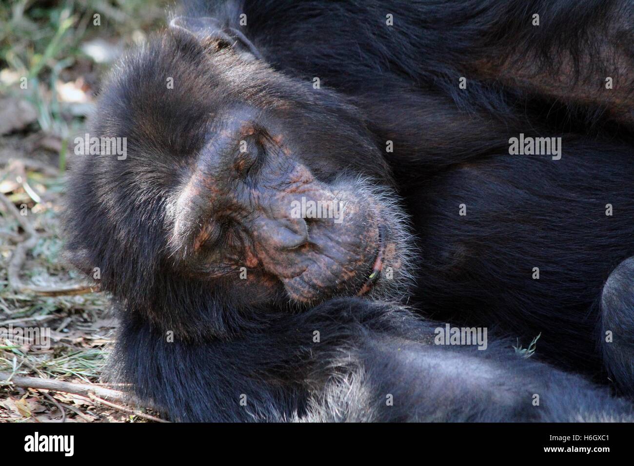 Bonobo male animal hi-res stock photography and images - Alamy