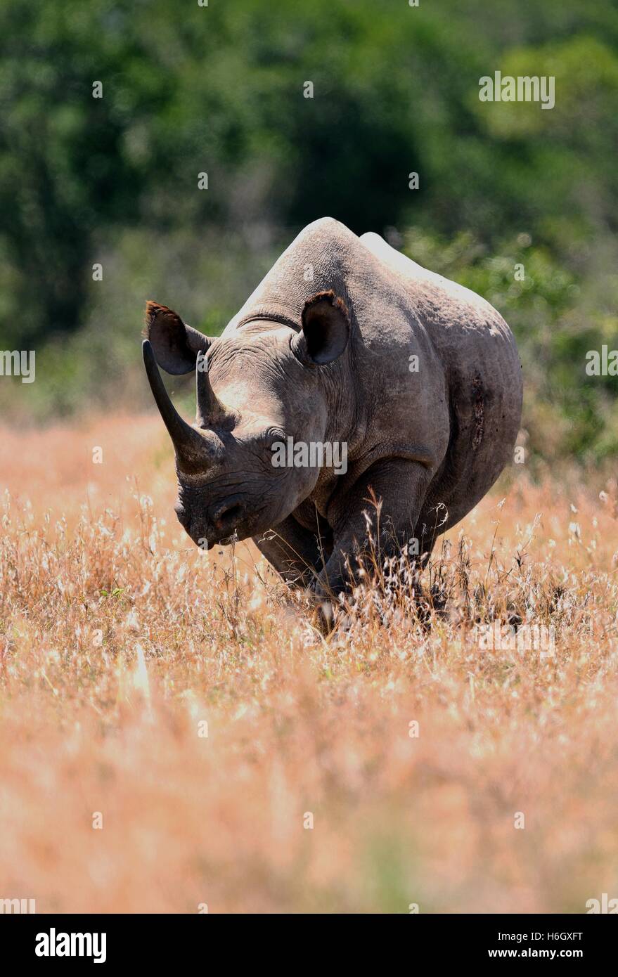 Male white rhino hi-res stock photography and images - Alamy