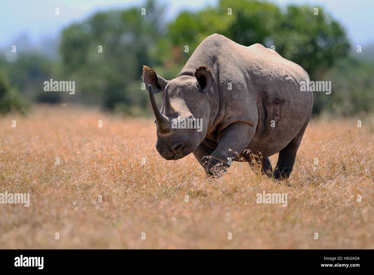 Male White Rhino walking through dry grass at Ol Pajeta Conservancy ...
